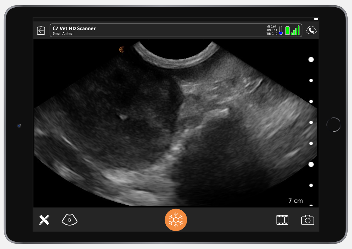 [VIDEO] Learn How to Use Ultrasound to Find Splenic Pathology in Small ...