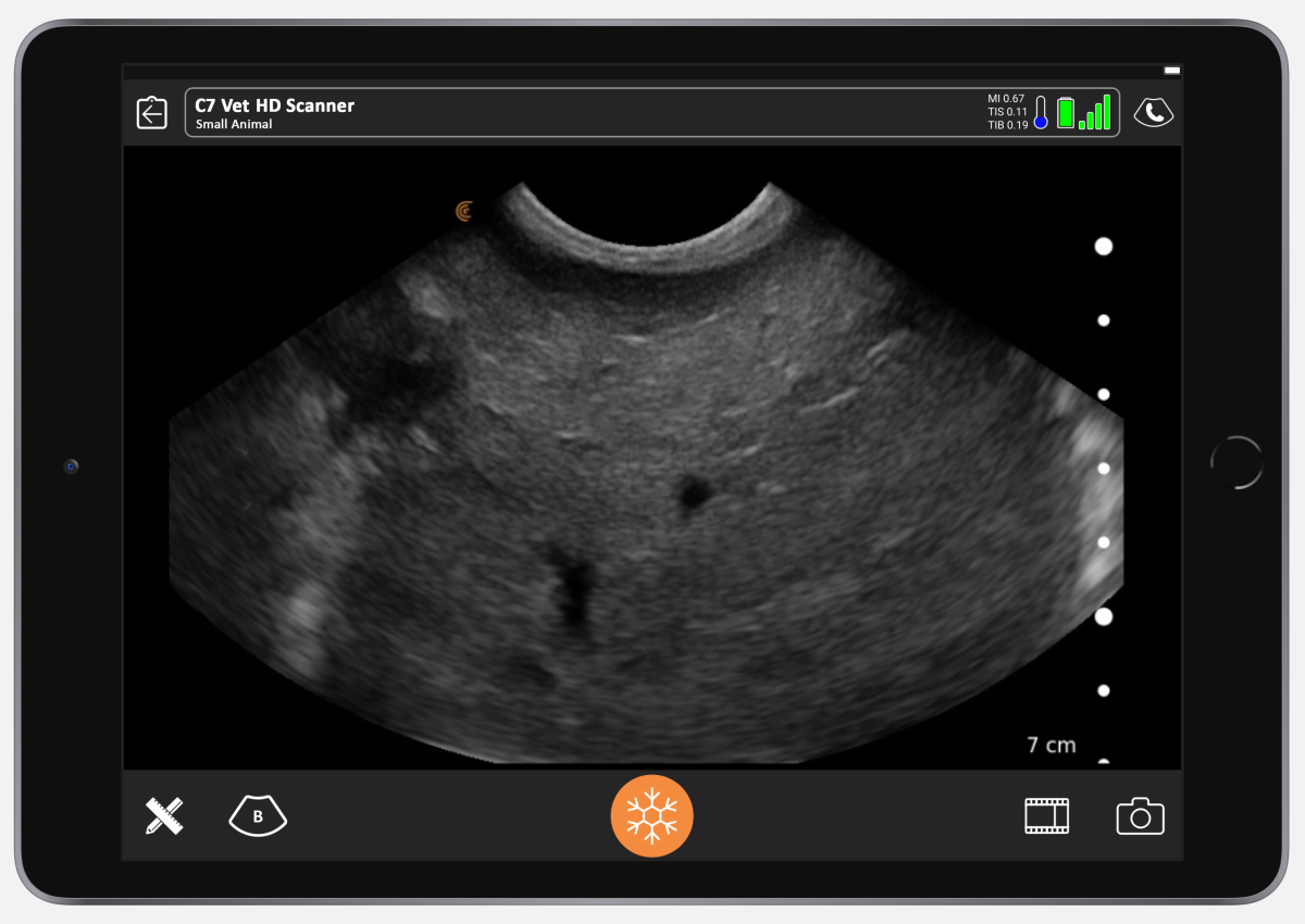 [VIDEO] Learn How to Use Ultrasound to Find Splenic Pathology in Small ...