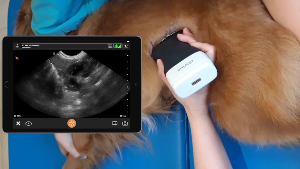 [VIDEO] Aquatic Veterinarian Performs Ultrasound Exams on Sharks | Clarius