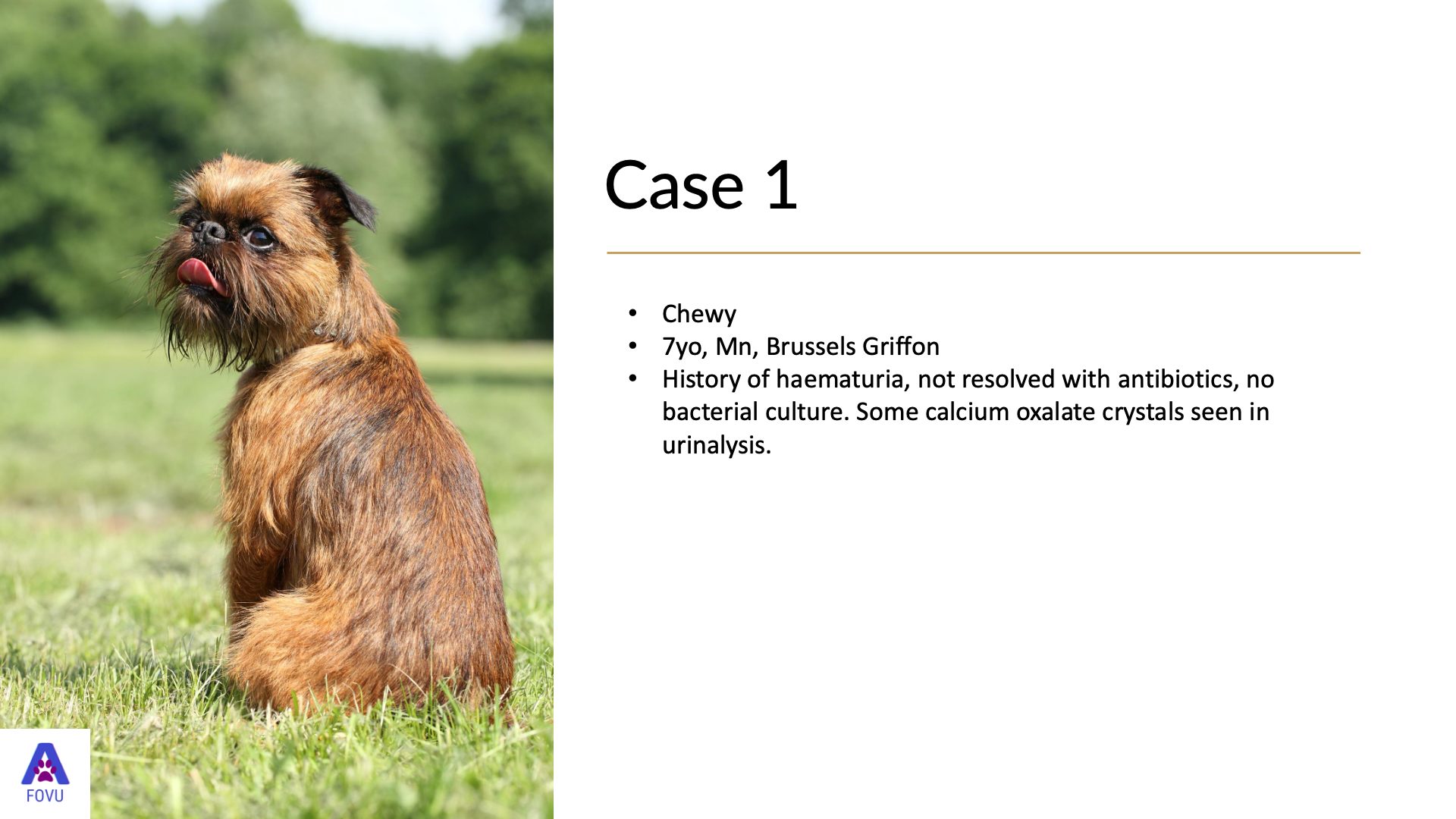 Practical Small Animal Ultrasound: How to Scan the Canine Urinary Bladder | Clarius | Blog Post