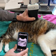 Dog vs. Car! Veterinary POCUS in Canine Trauma: Navigating Respiratory ...